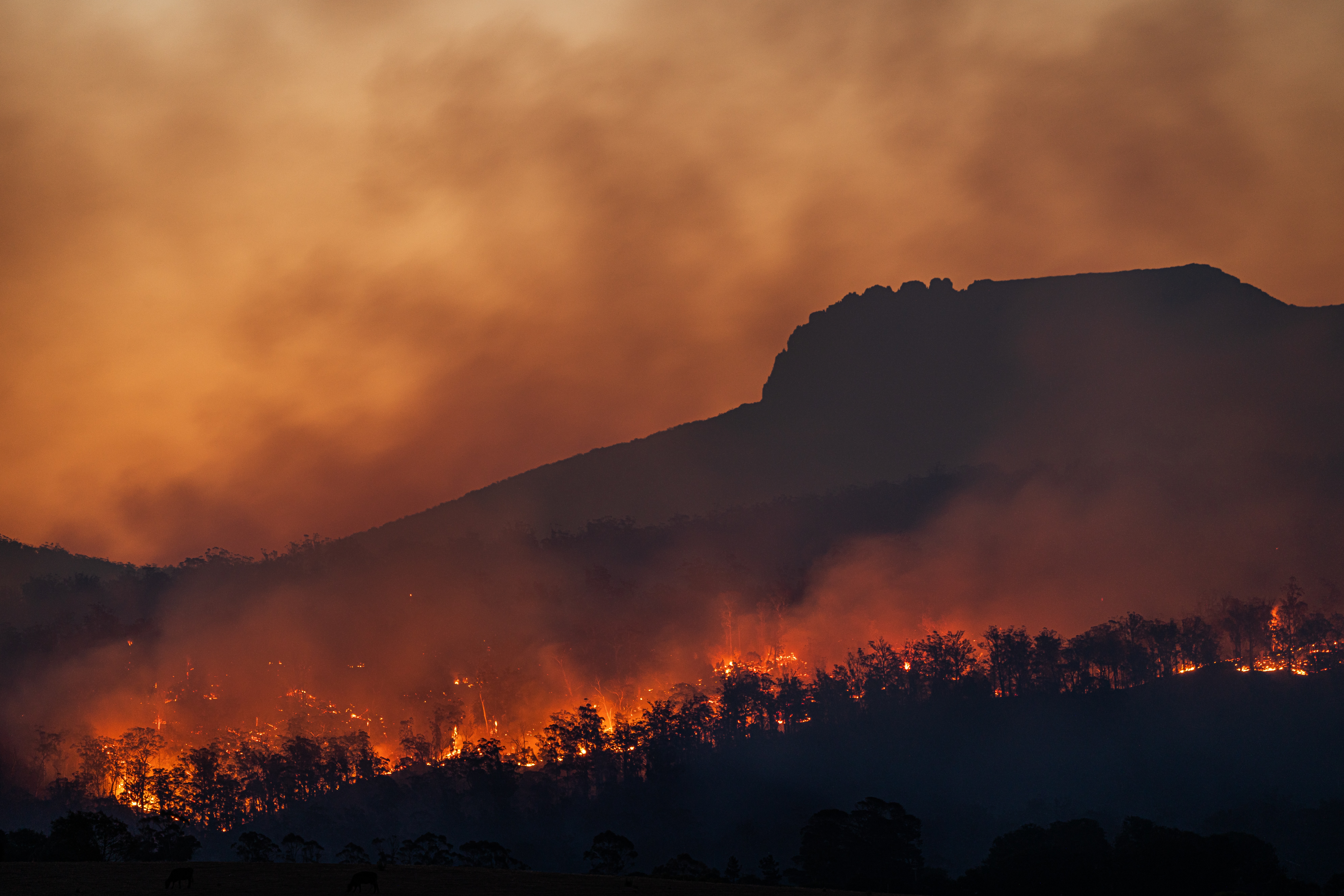Wildfire Incidence III - Basic Neural Network | Mughil Pari